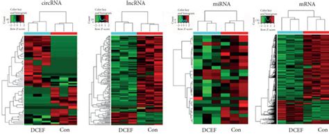 Expression Profiles Of CircRNAs LncRNAs MiRNAs And MRNAs