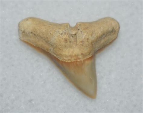 Great Rare Fossilized Hammerhead Shark Tooth Etsy