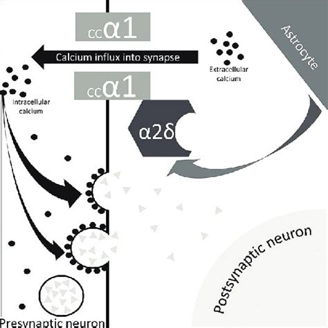 Schematic Diagram Of The Mechanism Of Action Of Pregabalin Pregabalin Download Scientific