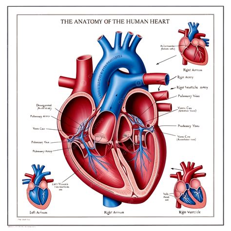 Detailed Human Heart Anatomy Diagram With Labeled Internal And External Structures Human Heart