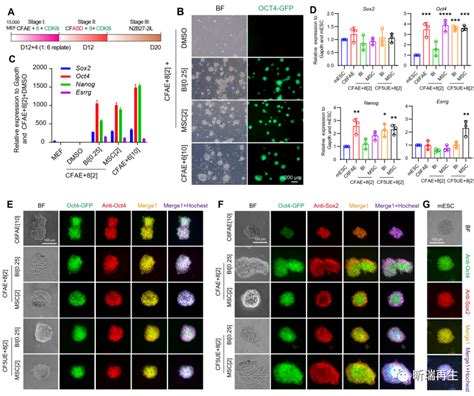 高通量转录组筛选技术加速再生医学研究与应用 昕瑞再生医药科技有限公司