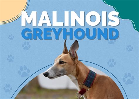 Malinois Greyhound Belgian Malinois And Greyhound Mix Info Pictures