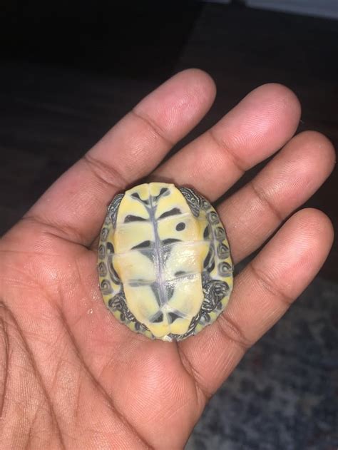 Help With Identification R Turtle