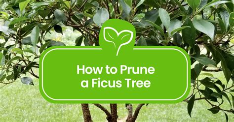 How To Prune A Ficus Tree The Complete Guide Plant Propagation