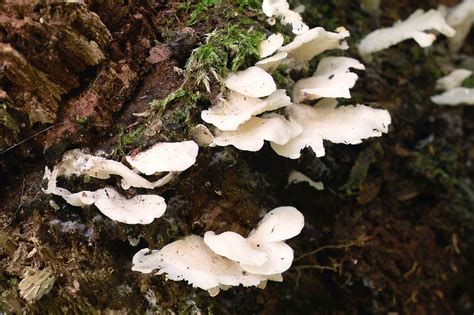 毒・毒・毒キノコ アマナとひらく「自然・科学」のトビラ Nature ＆ Science