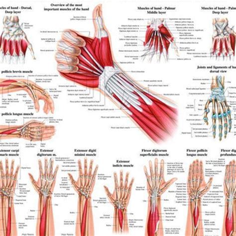 Músculos De La Mano Humana Anatomía De La Mano Humana Que Muestra
