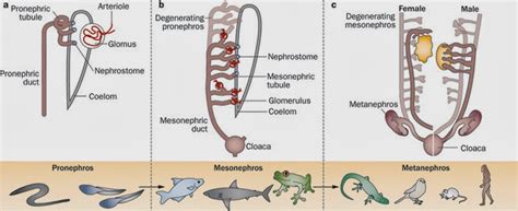 Ciencias De Joseleg Mesonefros Metanefros Y Opistonefros