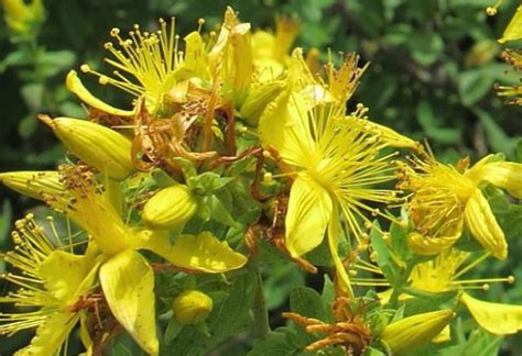 Tri Biljke Za Bolju Funkciju Mozga