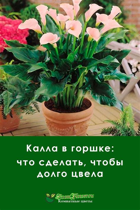 Домашний цветок коала (73 фото) - фото - картинки и рисунки: скачать ...