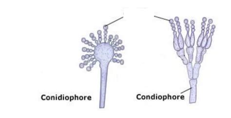 Fungus Anatomy And Basic Reproduction Flashcards Quizlet