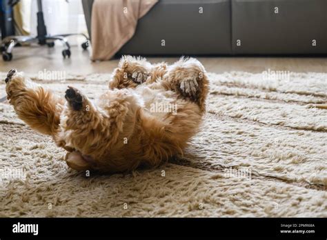 American Cocker Spaniel Rolling On His Back Lying On Floor In Living