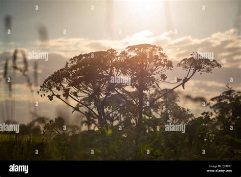 Cow Parsnip Heracleum Sosnowsky Field In Bright Sunset Light In