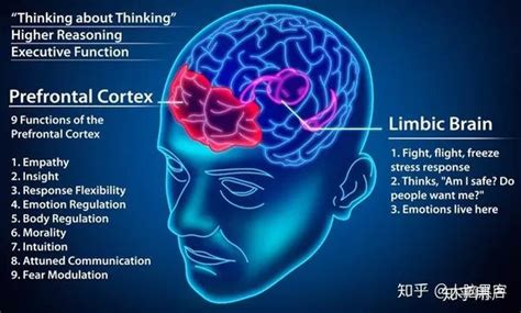 前额叶的功能是什么？