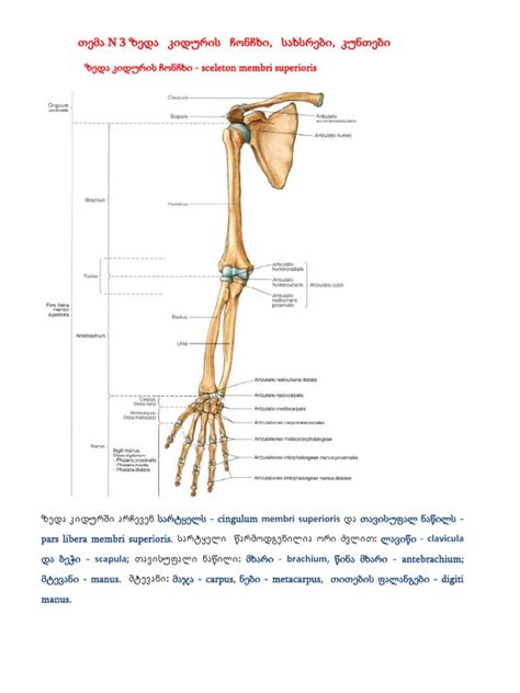 თემა 3 ზედა კიდურის ჩონჩხი Pdf