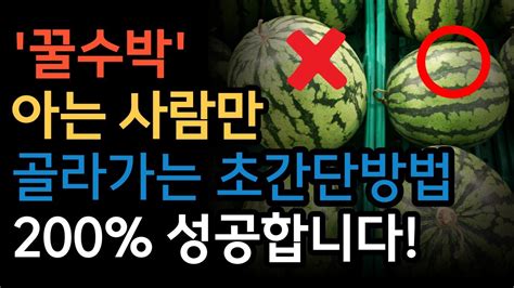 수박 두드리지 마세요 여기만 보면 됩니다 설탕수박 고르는법 수박 보관법 수박 잘고르는법 Youtube