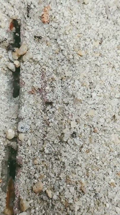 개미는 왜 땅속에 있는 모래를 밖으로 옮길까 Youtube