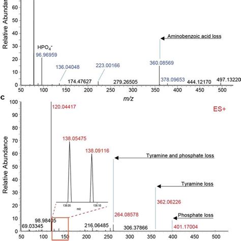 ms2 analysis and quantification of the tyramine containing metabolite