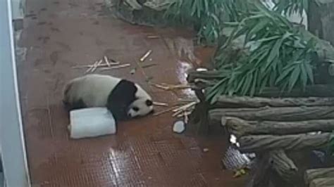 广州持续高温动物园熊猫室内吹空调吃水果避暑 凤凰网视频 凤凰网