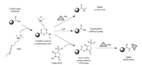 Molecular Structure Of Epirubicin Download Scientific Diagram