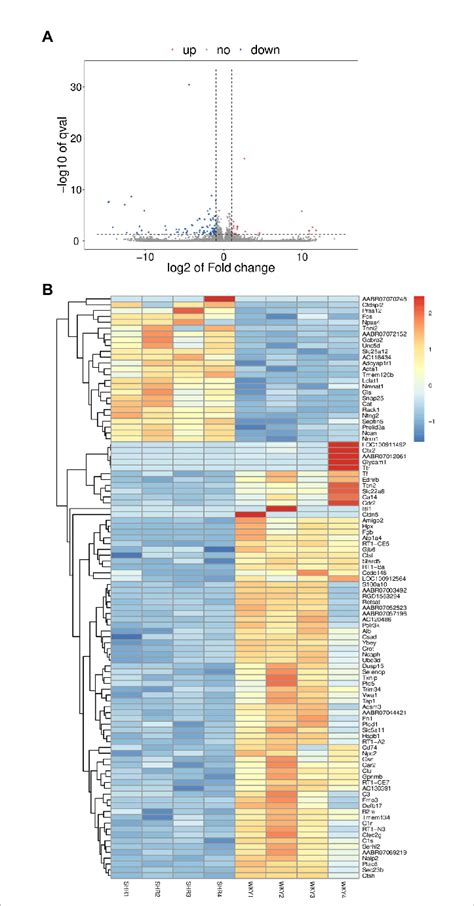 a volcano plot of differentially expressed genes b heatmap of