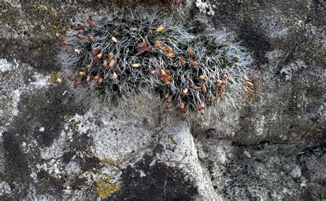 Stecci Stecci Biodeteriogens Assessment Wp2 And Wp3 Unsa And Unspmf 9 8 2024 Site