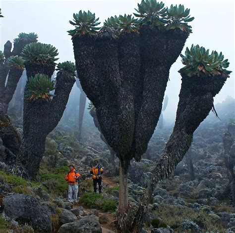 Prehistoric Plants