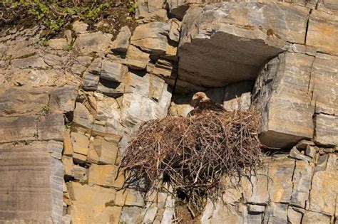 All 13 Types Of Bird Nests With 30 Species Examples