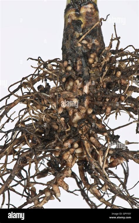 Nodule Plant