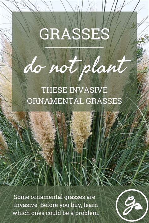 Avoid These Invasive Ornamental Grasses