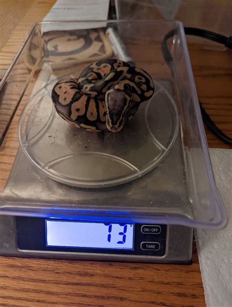 Pythonhead Tracker