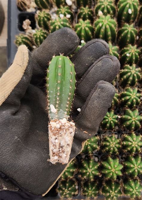 Trichocereus Cactus San Pedro For Sale Bridgesii Peruvianus