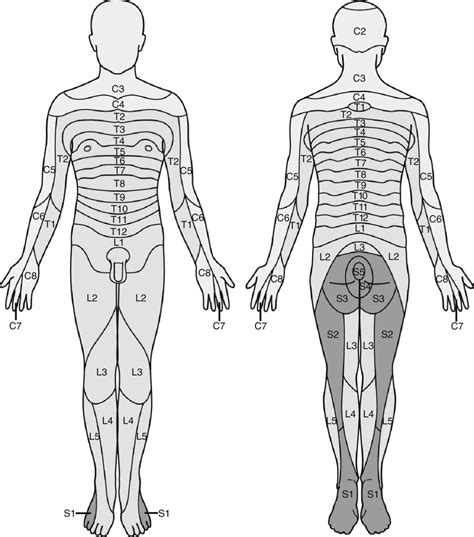 Dermatome Scale For Spinal Anesthesia Dermatomes Chart And Map
