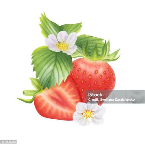 흰색 바탕에 잘 익은 딸기의 구성입니다 수채화 손으로 그린 그림입니다 광고 포장 메뉴 초대장 명함 엽서 인쇄 0명에 대한 스톡