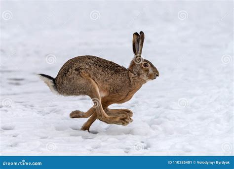 Hare Running In The Forest Stock Photo CartoonDealer Com 109718946