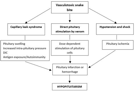 Pituitary Diseases In The Tropics Endotext Ncbi Bookshelf