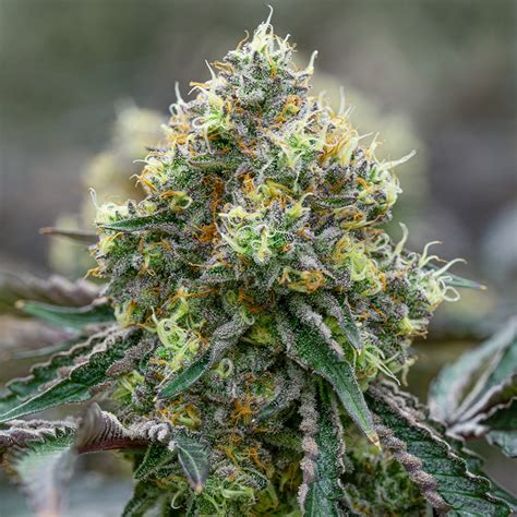 Rs11 Strain Aka Rainbow Sherbert 11 Strain Info Thc Design
