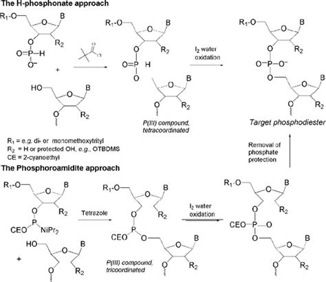 Di And Oligonucleotide Synthesis Using H Phosphonate Chemistry