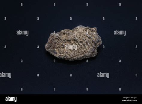 Fossil Shell Of A Sea Bivalve Mollusk From Cenozoic Sedimentary Rocks Of Saudi Arabia On The