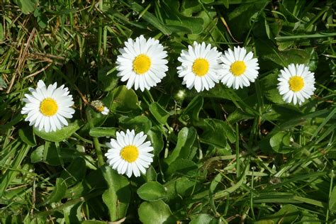 Madeliefje Bellis Perennis Plantennamen