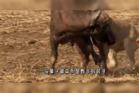 野牛一时轻敌，被鬣狗一招“掏肛”，镜头记录精彩一幕鬣狗镜头野牛