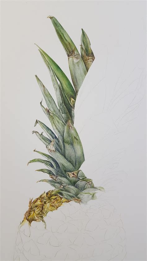 작가되기26 스킬업2 색연필로 파인애플 그리기