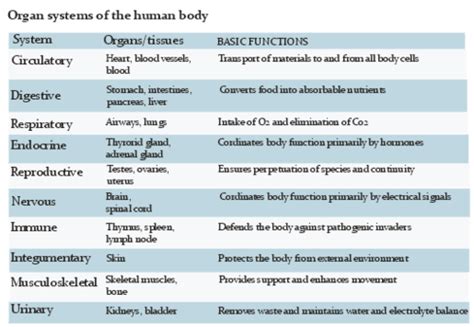 Lecture Slides Exam Physiology Flashcards Quizlet