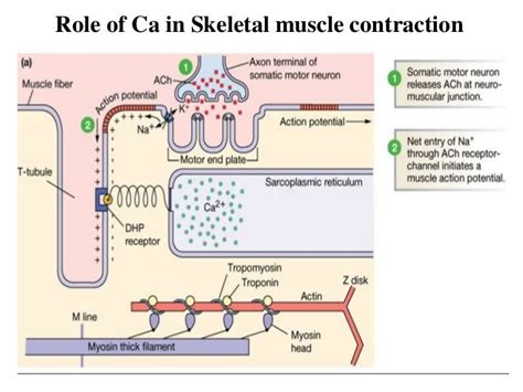 The Role Of Calcium Ions In Muscle Contraction Is To