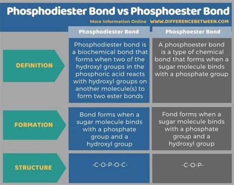 Phosphoester Bond