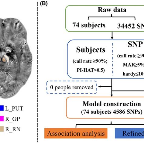 Data Processing Procedures A The Labels Of Subcortical Nuclei In