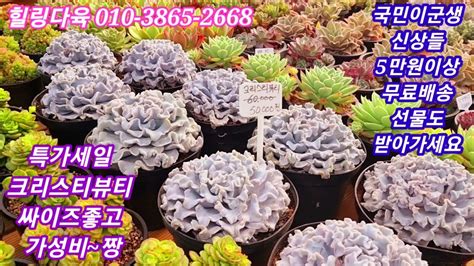 힐링다육국민다육신상다육 착한가격 특가세일 꽃송이처럼 예쁜 크리스티뷰티 오늘도 이쁜아이들 많아요 라우렌시스 화이트골드상아마블금홍먼로스카이로즈