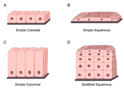 simple columnar epithelium simple squamous epithelium stratified my
