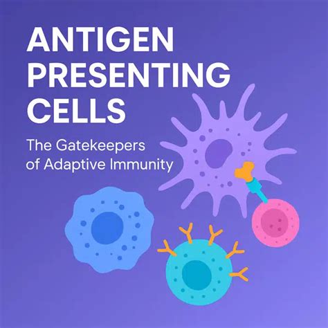Antigen Presenting Cells The Gatekeepers Of Adaptive Immunity