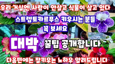 1탄 스트렙토카르푸스 잎꼬 대박 꿀팁 잘되는 비법 공개 영신다육 친환경미생물영양제 쓰는비법공개 Youtube