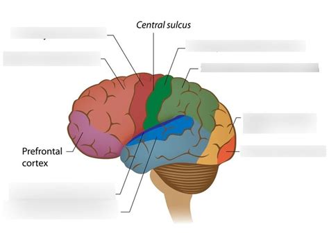 Ch 4 5 Roles Of The Cerebral Cortex Diagram Quizlet